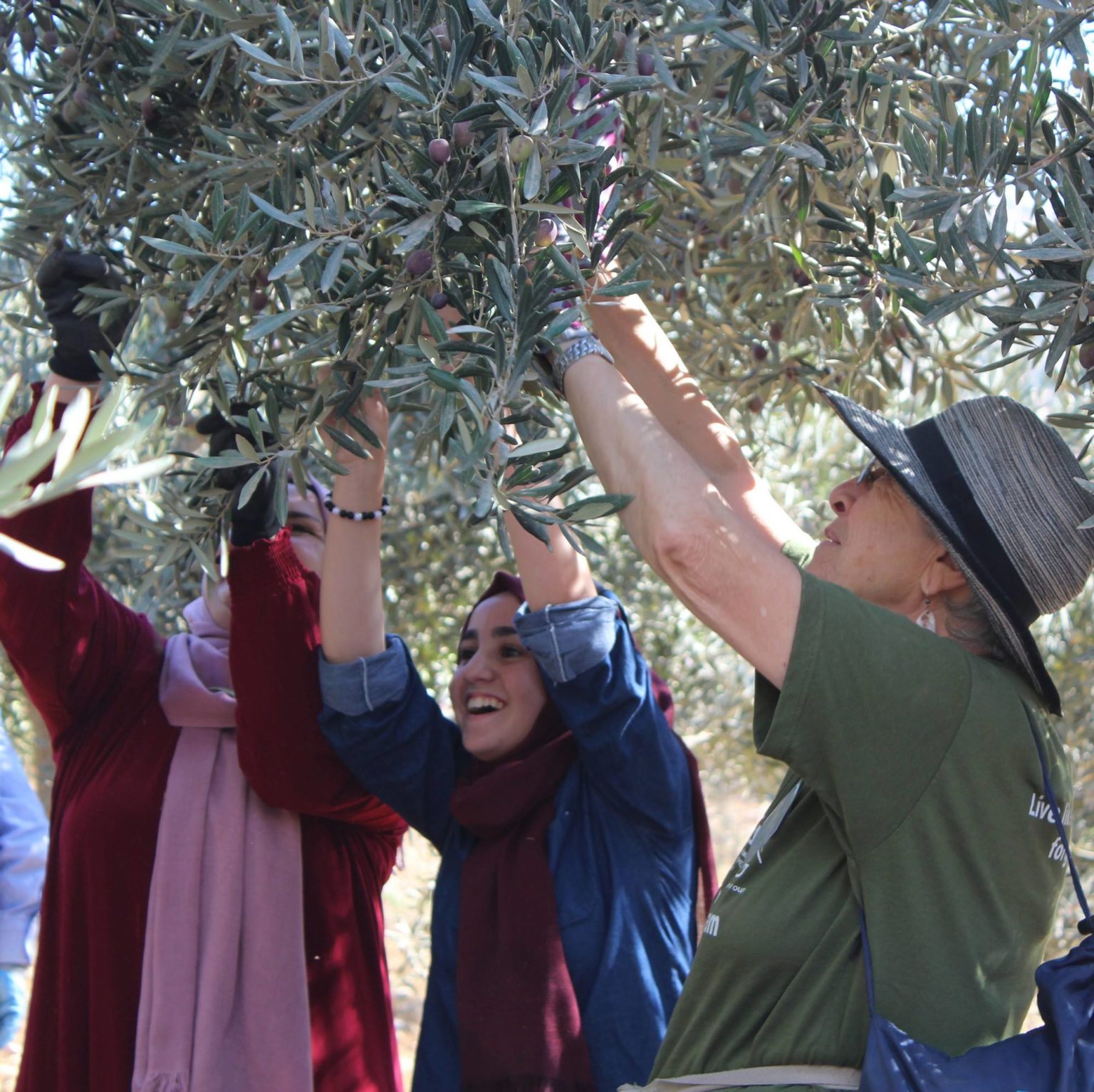 Keep Hope Alive! Olive Tree Planting Campaign - Global Ministries