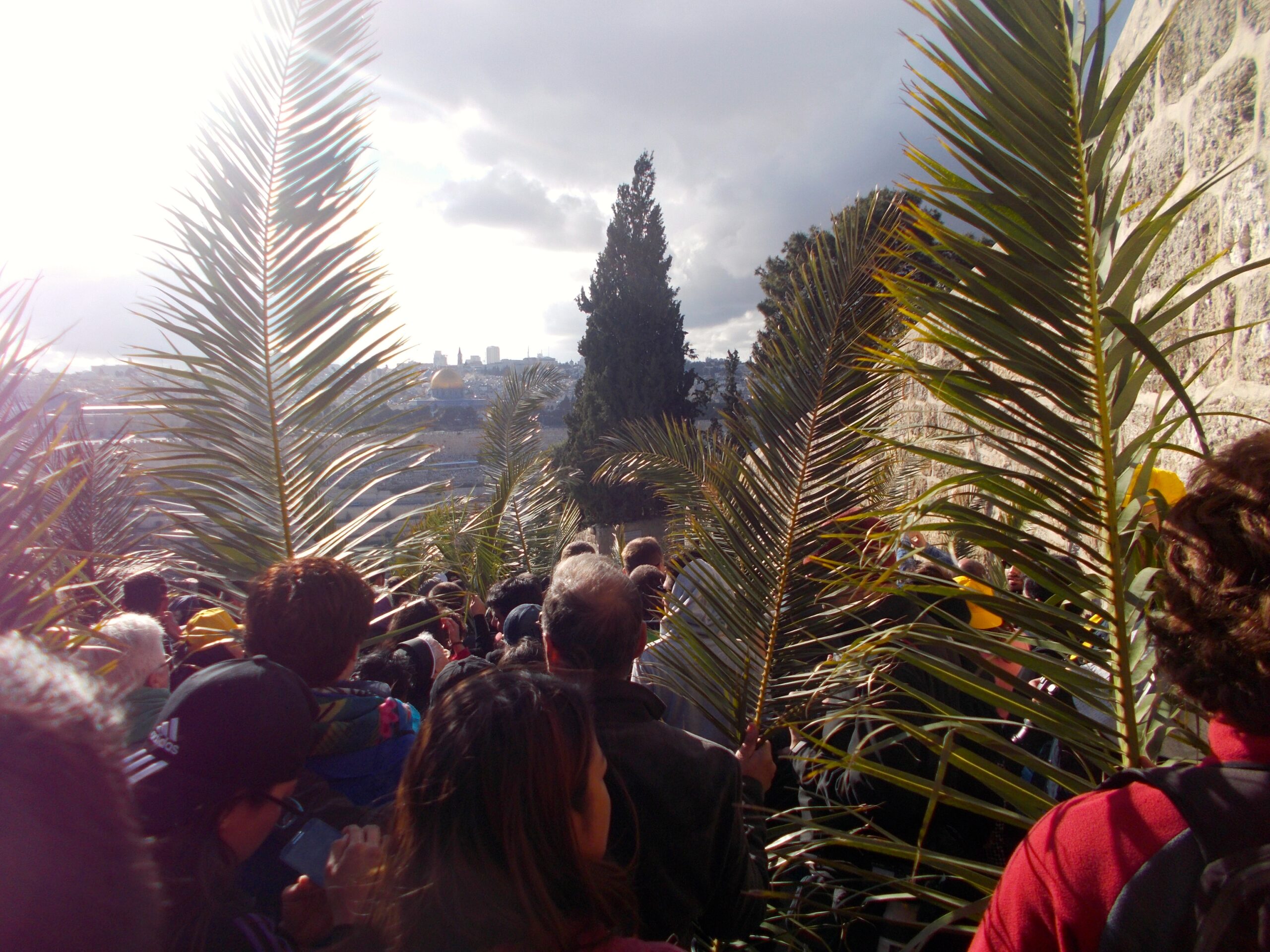 Video: Palms from Around the World - Global Ministries